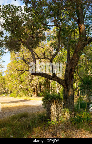 Southwest Forests in West Australia. Mixed Trees. Awesome Australia ...
