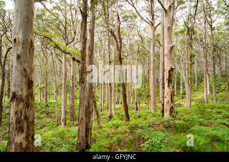 Southwest Forests in West Australia. Mixed Trees. Awesome Australia ...