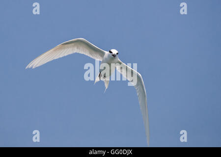 Bird in flight - Roseate Tern Stock Photo - Alamy