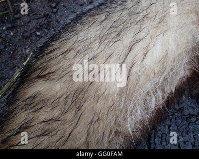 animal, carcass, Carnivora, corpse, dead, Feral hog, Hagerman, National ...