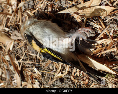 Side view of a dead European Goldfinch, Carduelis carduelis, in front ...