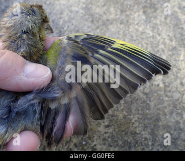 European greenfinch Carduelis chloris, juvenile perched on moss covered ...