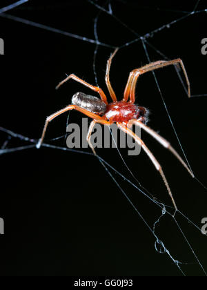Drassodes, Ground Spiders Stock Photo - Alamy