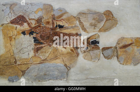 Bird-like theropod feathered dinosaur fossil, Microraptor gui, Early ...