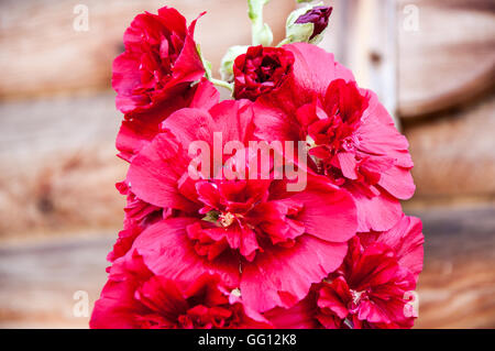 Malva double Red in the summer garden Stock Photo - Alamy