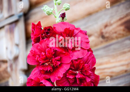 Malva double Red in the summer garden Stock Photo - Alamy