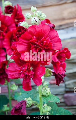 Malva double Red in the summer garden Stock Photo - Alamy