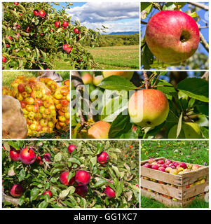 Growing Apples, collage Stock Photo - Alamy