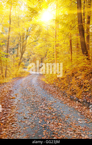 idyllic forest way with sun beams Stock Photo - Alamy