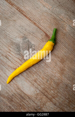 Unusual types of chili / chilli being grown in England Stock Photo - Alamy