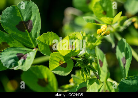 Spotted Medick Medicago arabica or Calvary clover Stock Photo - Alamy