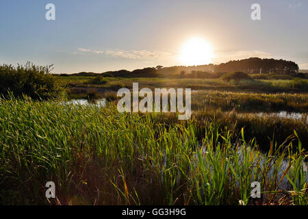 Marazion; RSPB Reserve Cornwall; UK Stock Photo - Alamy