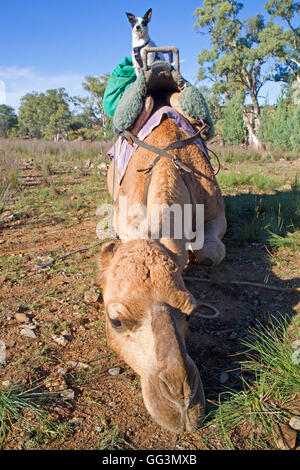 Camel and dog Stock Photo - Alamy
