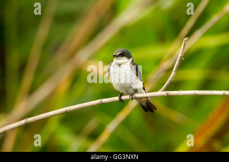 Mangrove Swallow Tachycineta albilinea San Blas, Nayarit, Mexico 6 June ...