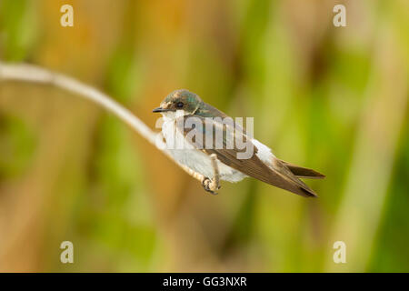 Mangrove Swallow Tachycineta albilinea San Blas, Nayarit, Mexico 6 June ...