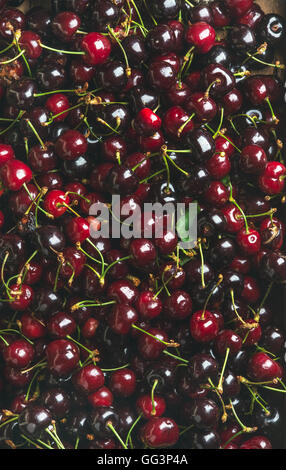 closeup of ripe dark red cherries hanging on cherry tree branch with ...