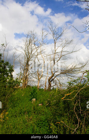Ash die back Stock Photo - Alamy
