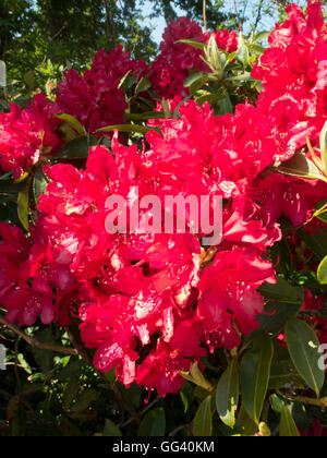 Red Rhododendron flowers Stock Photo - Alamy