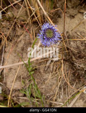 Sheep's Bit Scabious Flower Stock Photo - Alamy
