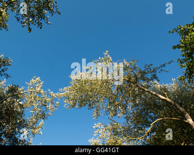 Tree canopy against blue sky Stock Photo - Alamy