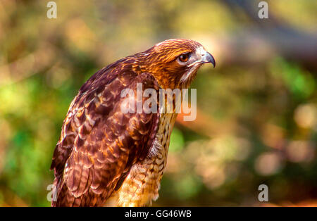 Peregrine Falcon At The North Carolina Zoo Stock Photo - Alamy