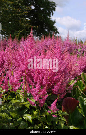 Pink Astilbe close up growing in the garden Stock Photo - Alamy