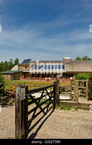 Shorne Country Park, Kent, UK, Autumn leaves backlit by the sun, some ...