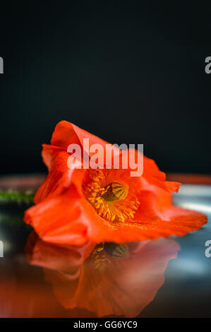 poppy flower floating over water surface Stock Photo - Alamy