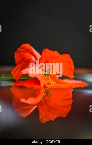 Poppy floating with reflection on the water, natural background Stock ...