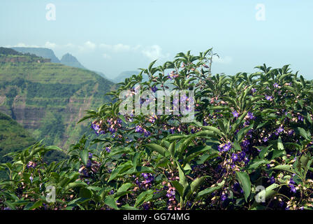 The image of Karvi Flowers ( Strobilanthes callosa) in Matheran, India ...