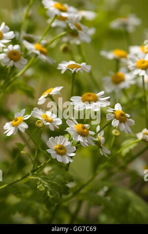 tanacetum parthenium, feverfew flowers, spring background Stock Photo ...