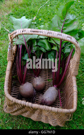 Freshly picked beetroot vegetables Stock Photo - Alamy