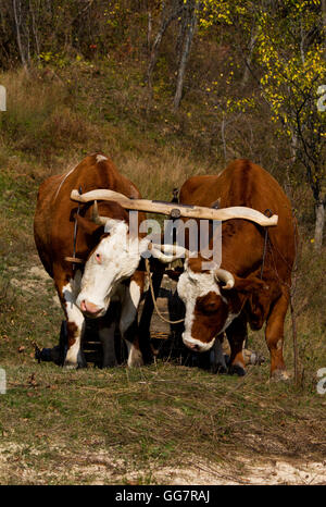 Two oxen draw the yoke together in autumn, Transylvania, Romania Stock ...