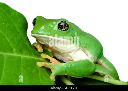 Pachymedusa dacnicolor mexican dumpy frog Stock Photo - Alamy
