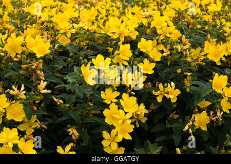 Small yellow bush flower blossom macro botanical background Aurinia ...