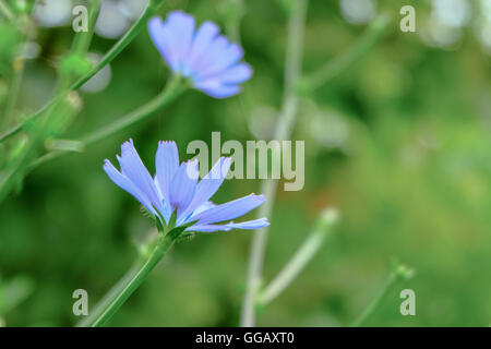 Picture of blue wild cichorei flower taken during a trip in Italy Stock ...
