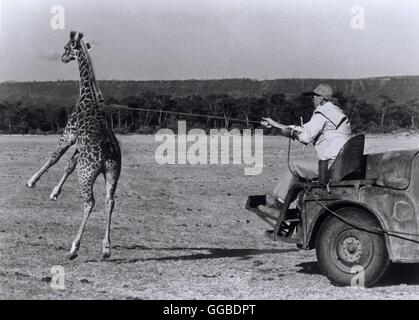 HATARI USA 1962 Howard Hawks Dallas (ELSA MARTINELLI) with the young ...