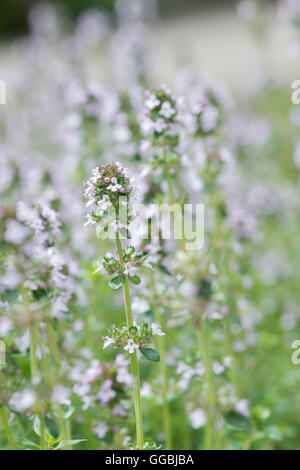 Thymus x citriodorus lemon thyme Thymus x citriodorus foliage leaves ...