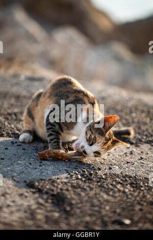 Beautiful cat, taken in Rhodes island, Greece Stock Photo - Alamy