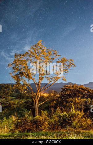 Big tree under a night sky full of stars Stock Photo - Alamy