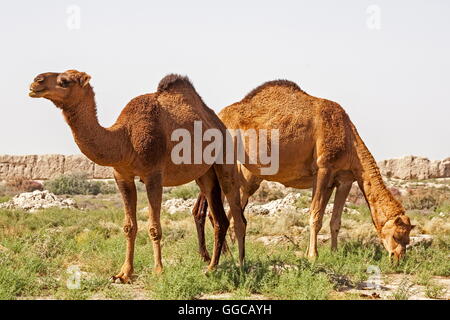 zoology / animals, Turkmenistan, dromedaries in the Karakum Desert ...