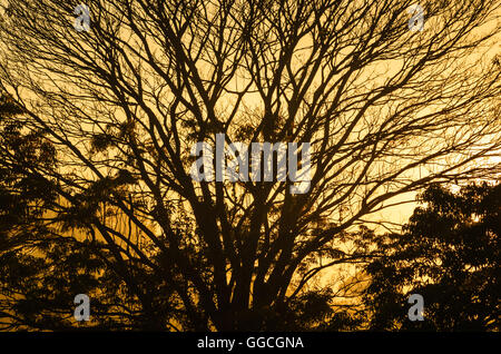 sunset with silhouetted tree and dust, Brazil Stock Photo - Alamy