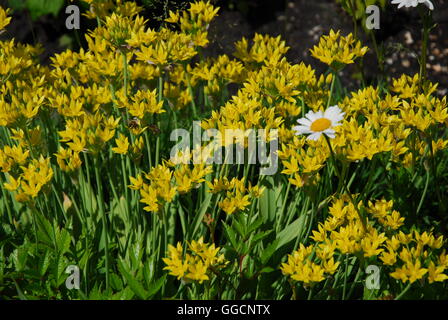 golden garlic, Allium moly Stock Photo: 70089589 - Alamy