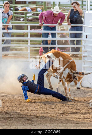 Young cowboy riding a small bull in the Junior Steer Riding competition ...