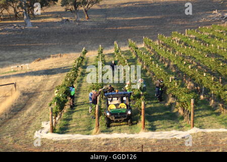 a row of grapevines at Gaia vineyard of Jeffrey Grosset Wines, Clare ...