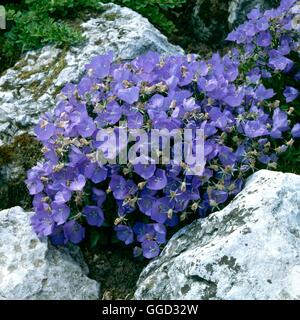 Campanula carpatica Campanula carpatica Stock Photo - Alamy