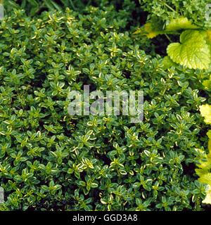 GOLDEN LEMON THYME (Thymus x citriodorus) AUREA CLOSE UP OF PLANTS ...