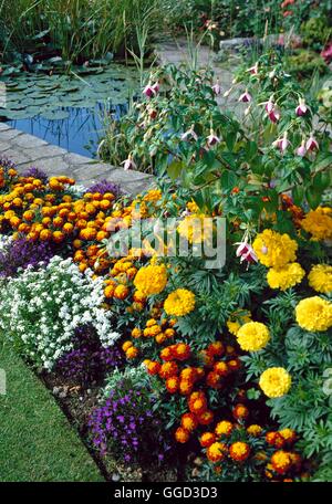 Annual Bedding - of Lobelia Alyssum Tagetes Marigolds and Begonias ...