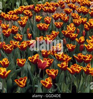 Red and yellow Triumph tulips (Tulipa) Match bloom in a garden in April ...