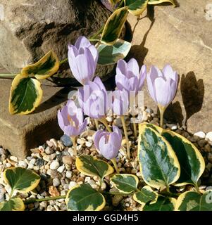 Crocus kotschyanus - subsp. kotschyanus - (Syn C. zonatus) BUL017241 ...